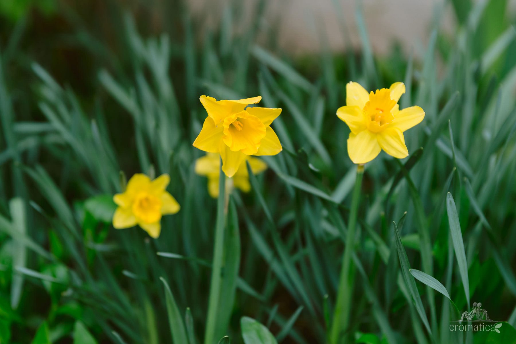 Anna {Botez la Viscri 125} - Cromatica Photography